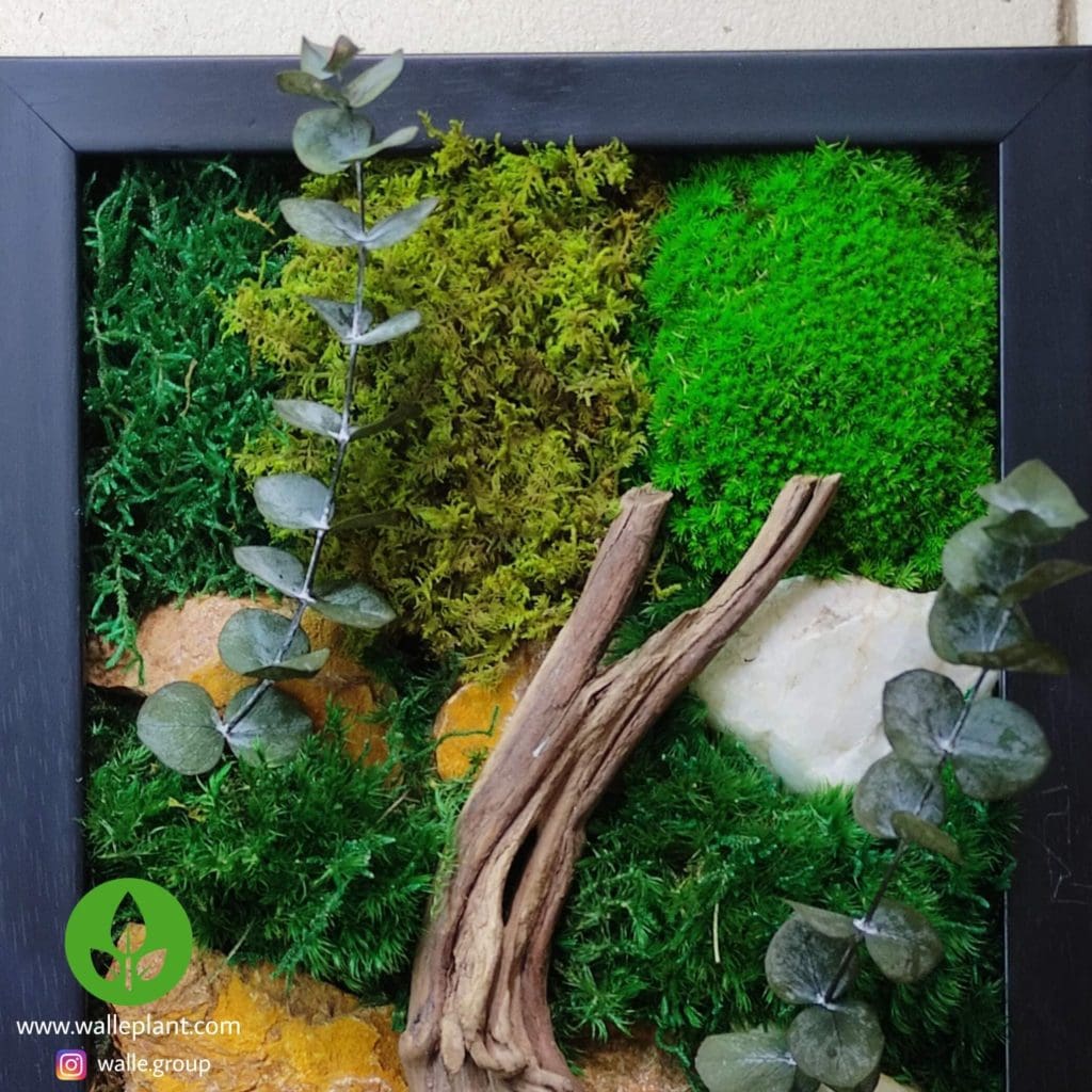 خرید تابلو خزه گیاه طبیعی تثبیت شده | فروشگاه وال ای پلنت